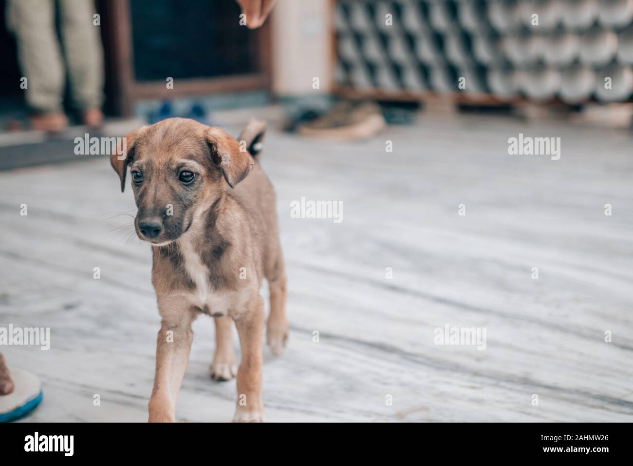 a cute stray puppy in india Stock Photo - Alamy