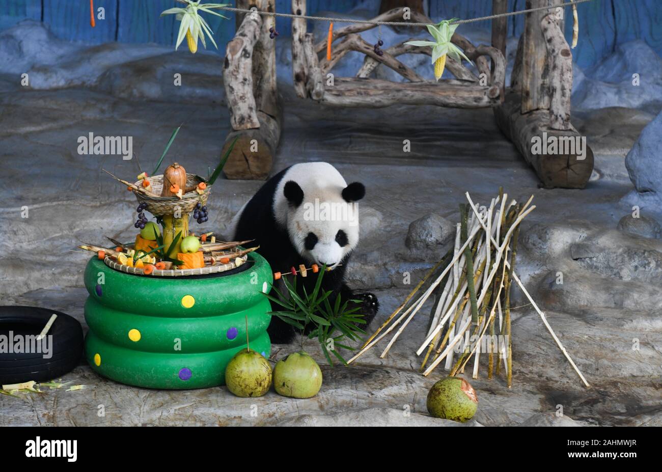 Haikou, China's Hainan Province. 31st Dec, 2019. Giant panda Gong Gong ...