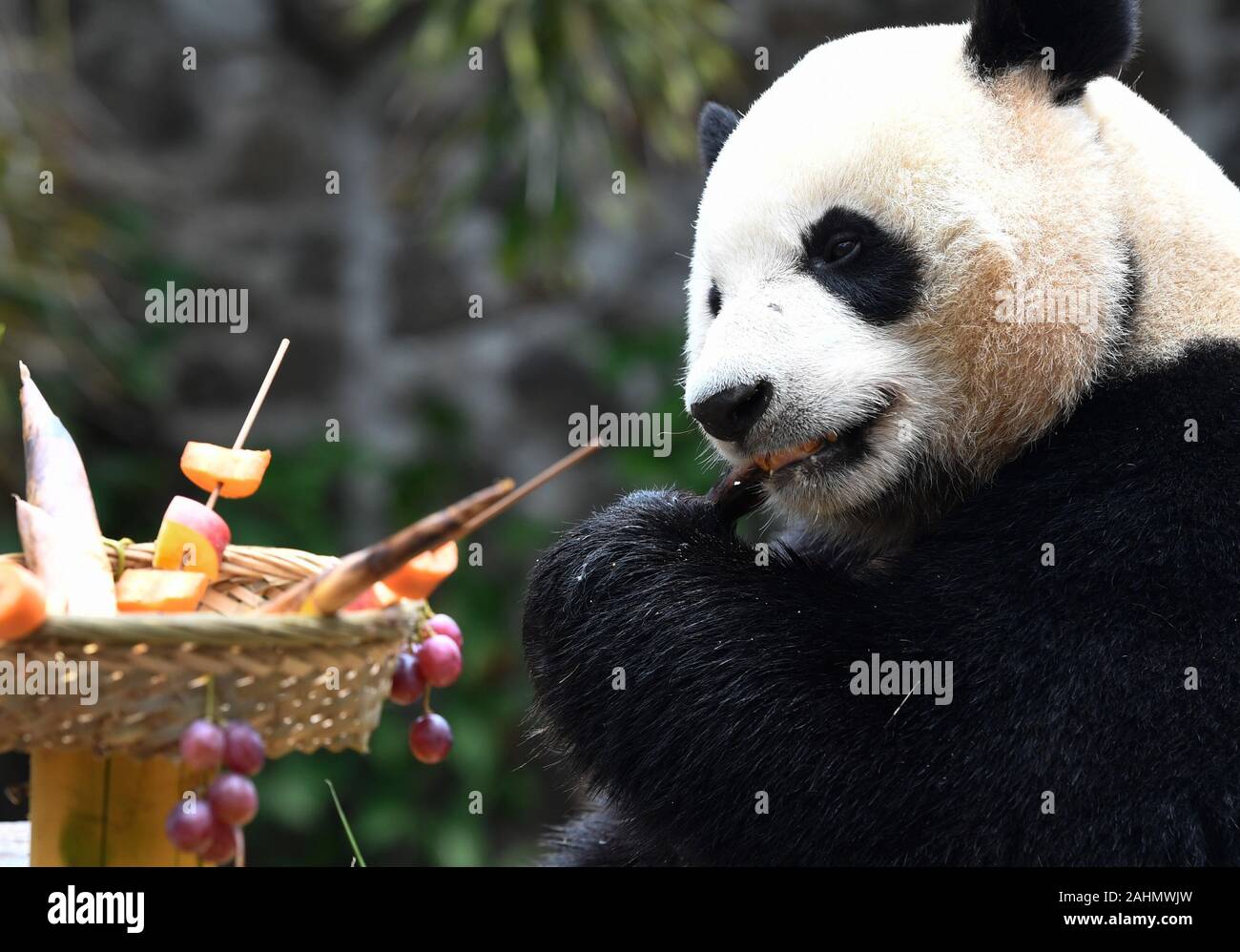 Haikou, China's Hainan Province. 31st Dec, 2019. Giant panda Shun Shun ...
