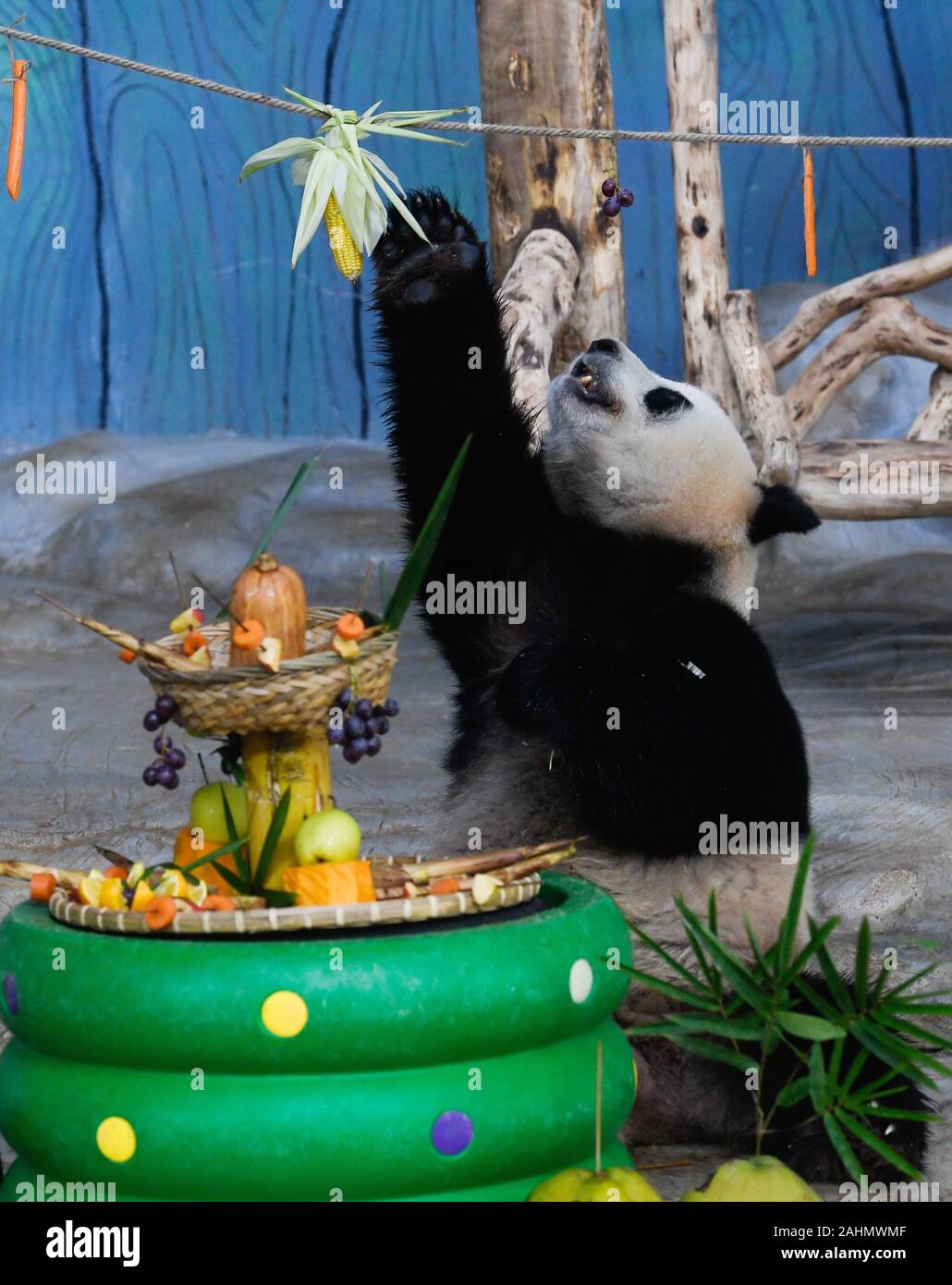 Haikou, China's Hainan Province. 31st Dec, 2019. Giant panda Gong Gong ...