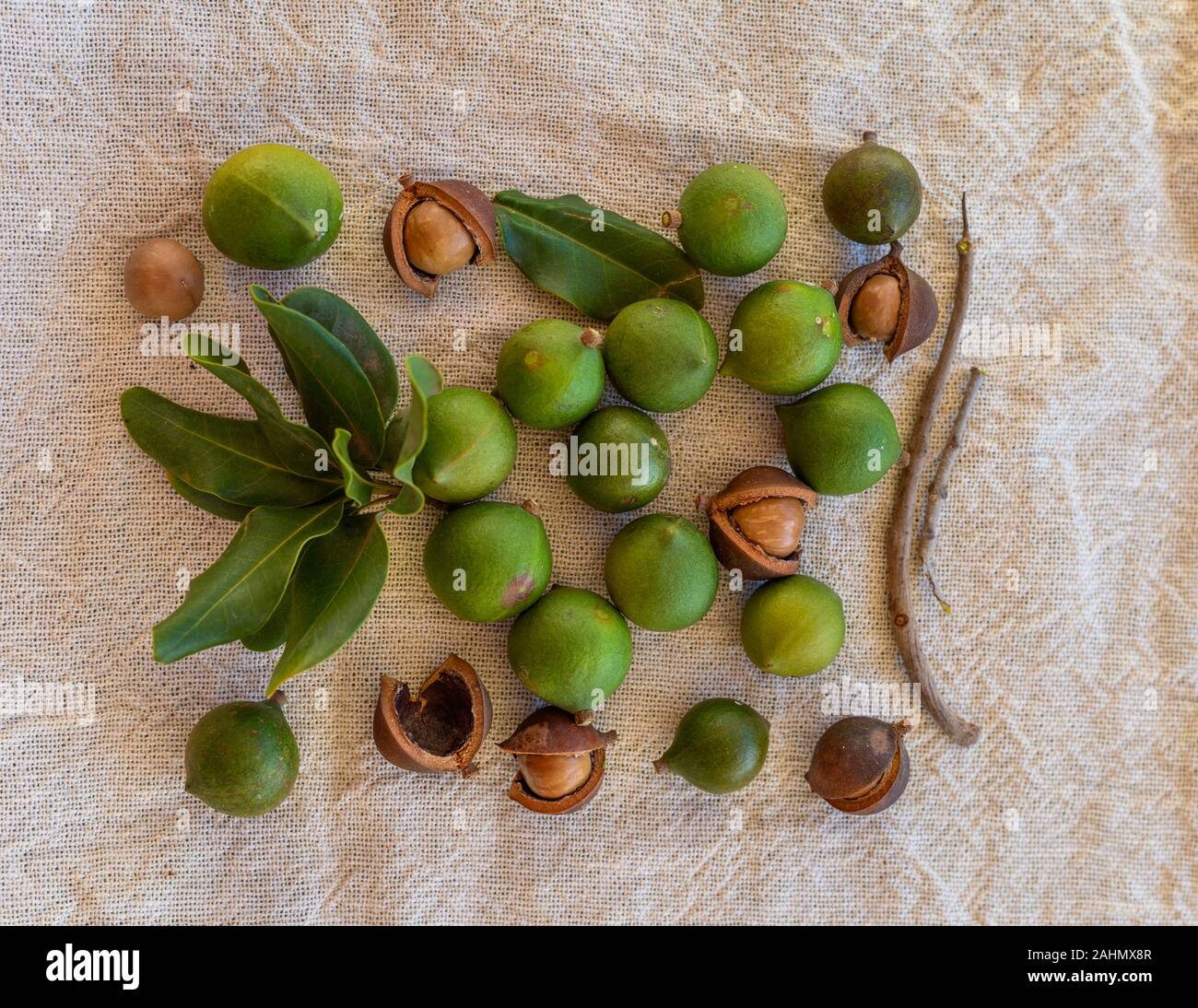 Group of ripe macamadia nuts in green and brown shell and leaves of ...
