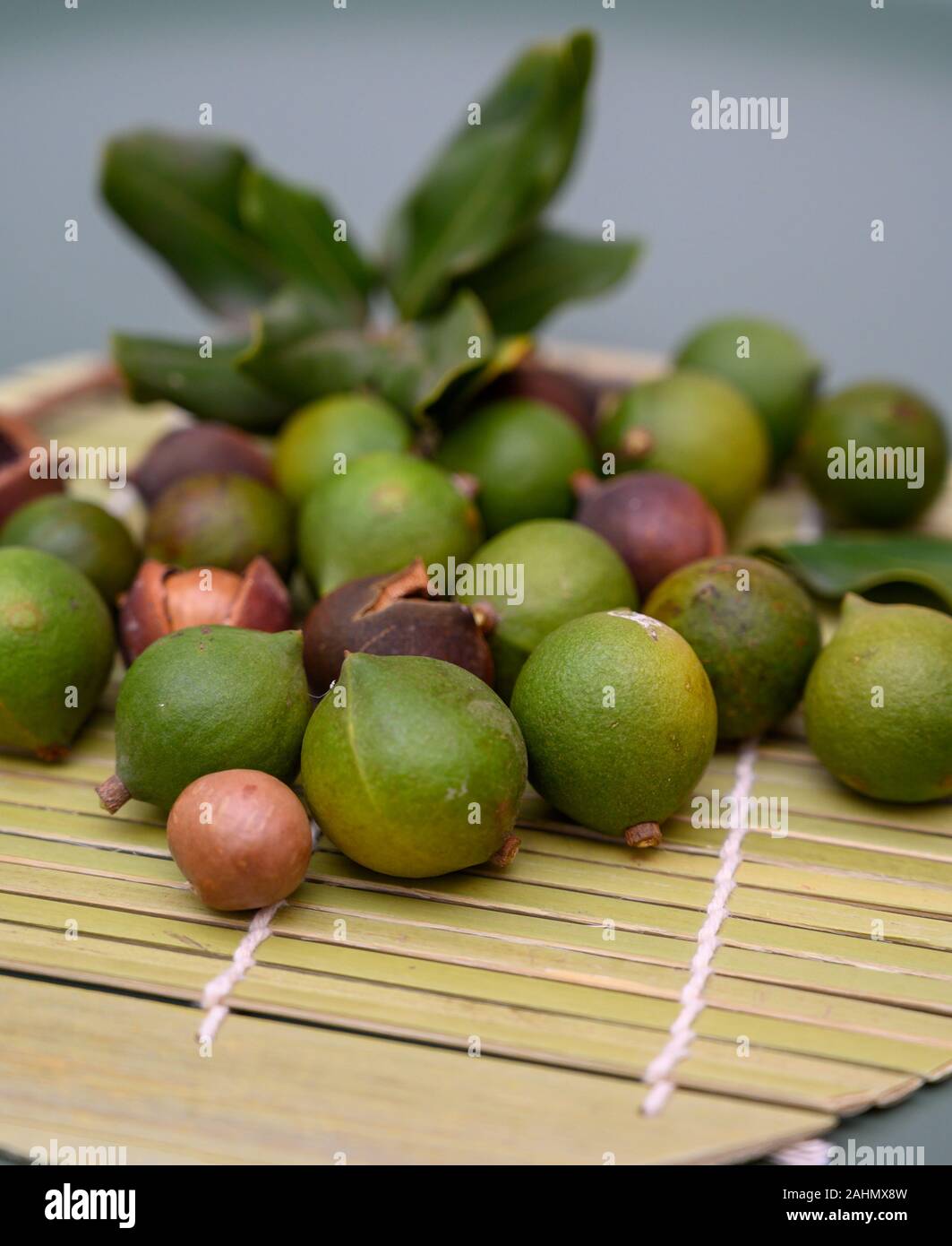 Group of ripe macamadia nuts in green and brown shell and leaves of ...