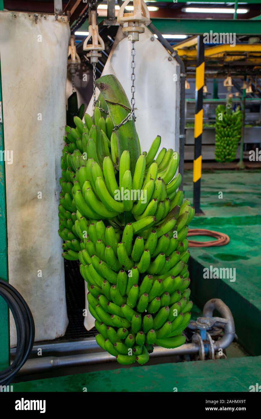Banana sheds hi-res stock photography and images - Alamy