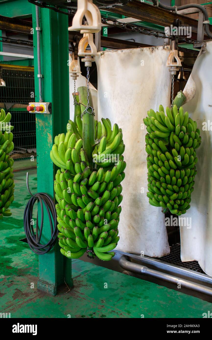 Banana factory on La Palma, Canary islands, Spain, once harvested, big ...