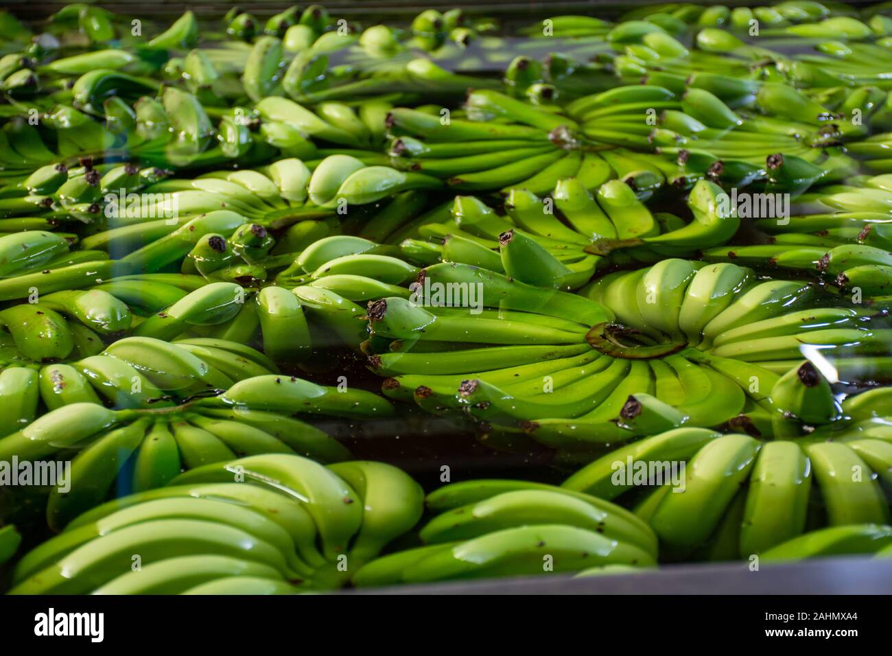 Banana factory on La Palma, Canary islands, Spain, once harvested, big ...