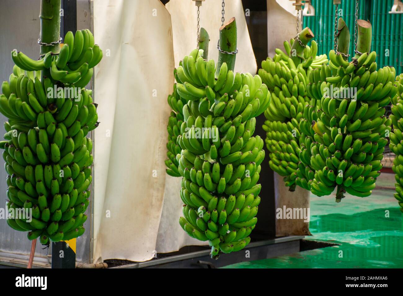 Banana factory on La Palma, Canary islands, Spain, once harvested, big ...