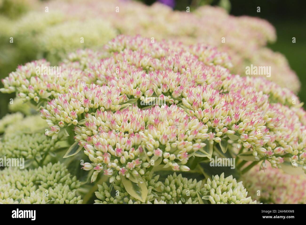 Sedum ‘frosted fire’ hi-res stock photography and images - Alamy