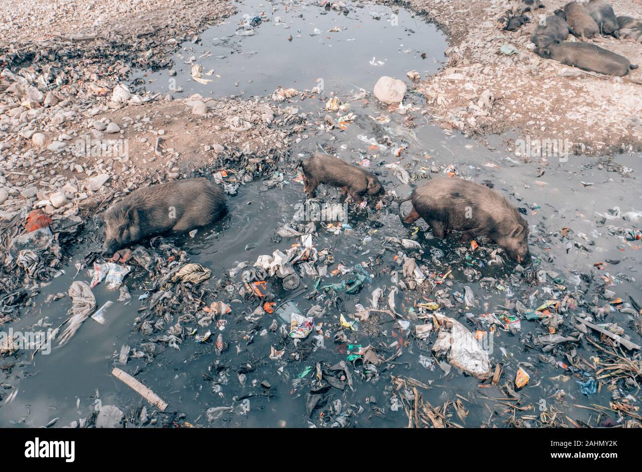 Pigs in garbage hi-res stock photography and images - Alamy