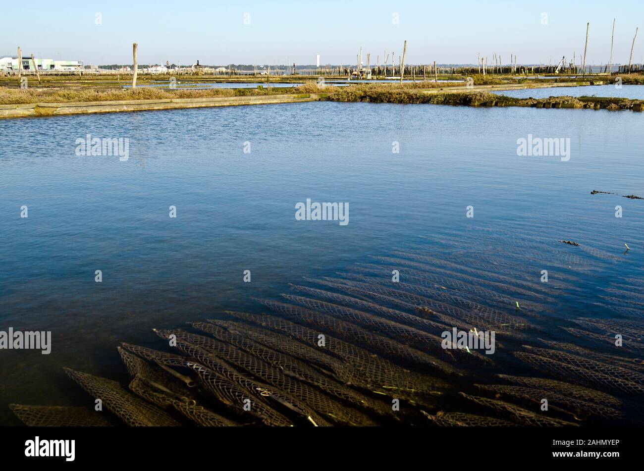 Pool of Oyster farm with cages containing growing oysters under the ...