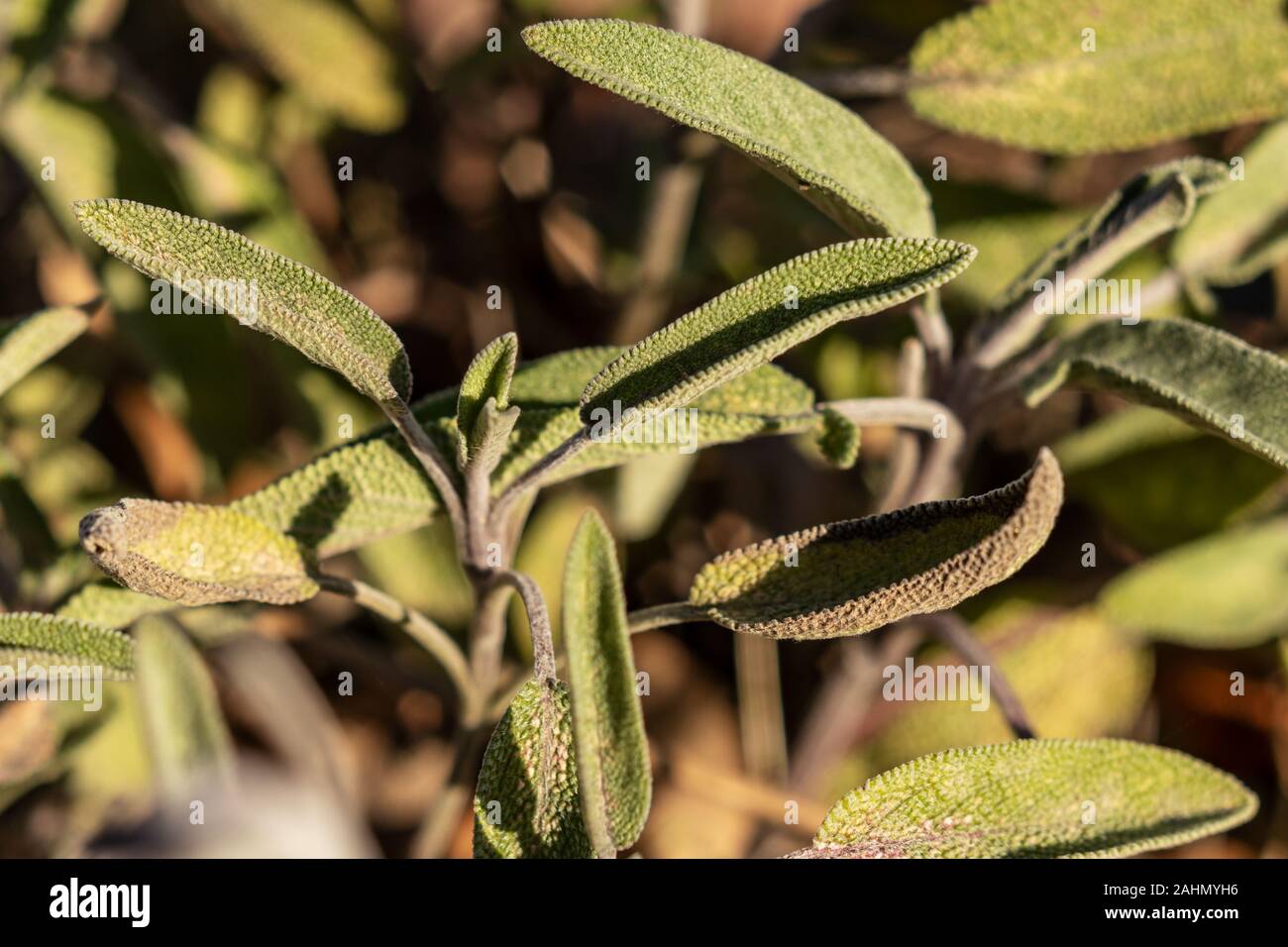Sage plant in the sunlight Stock Photo - Alamy