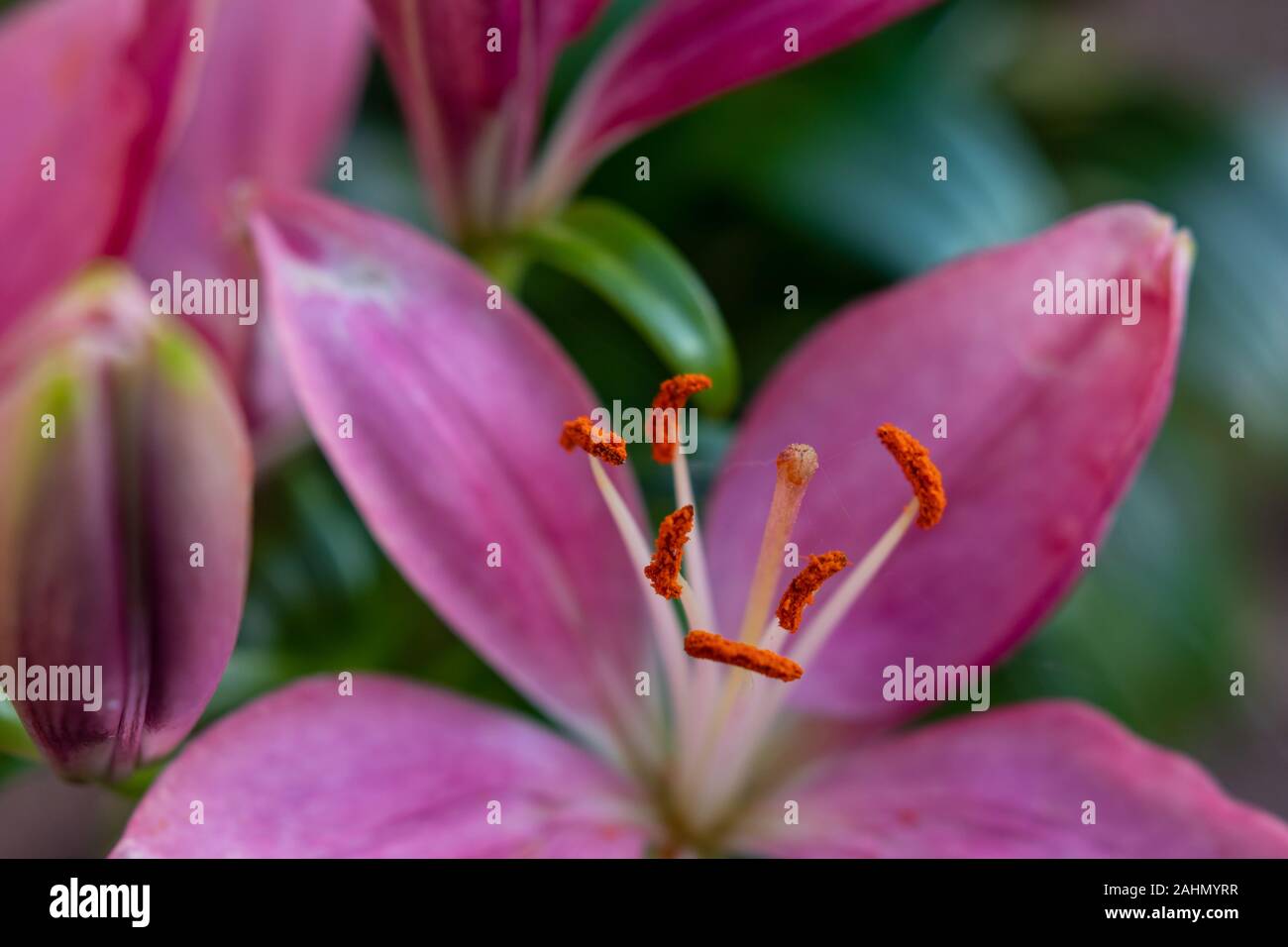 Winter lily hi-res stock photography and images - Alamy