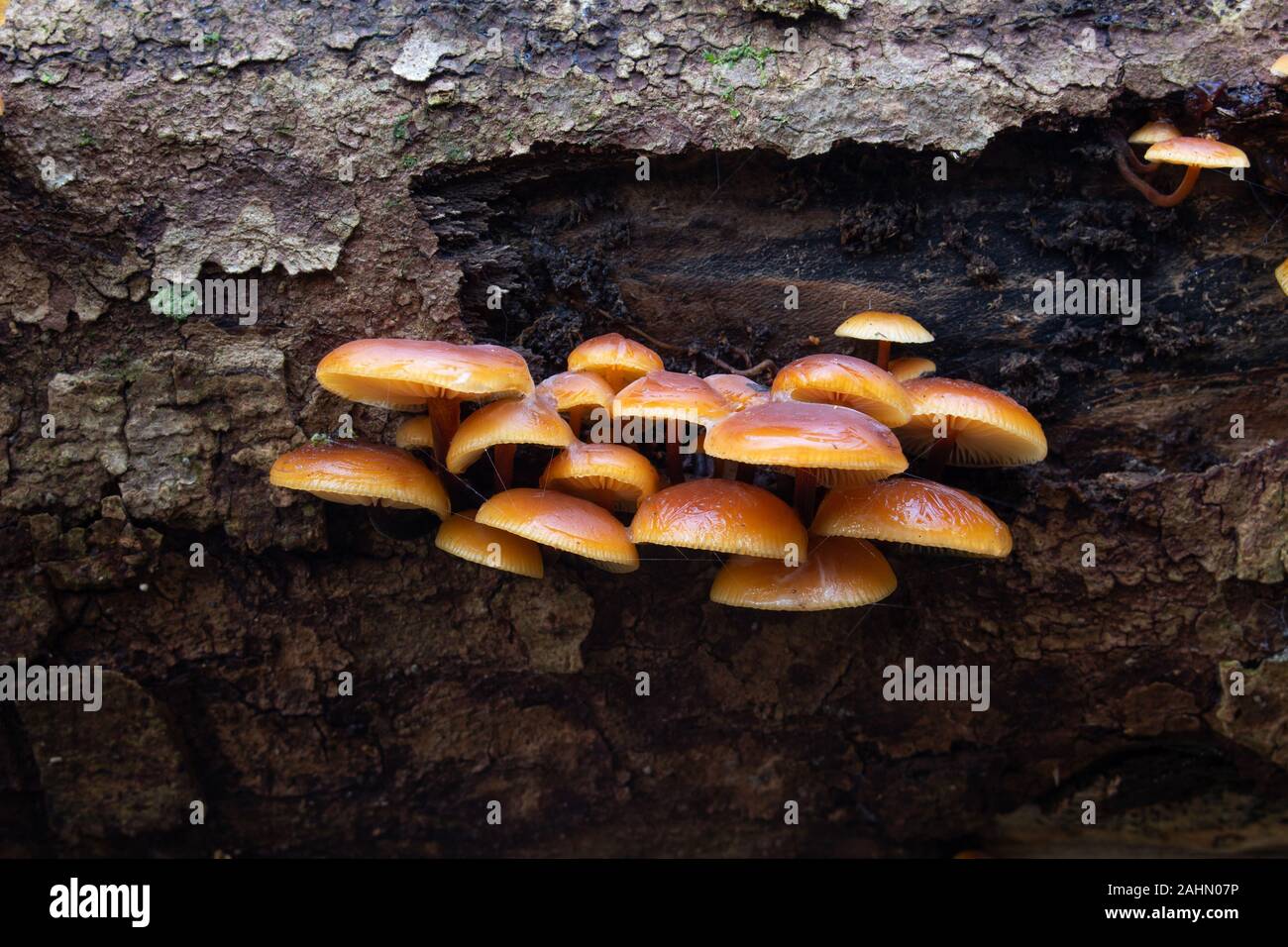 Brown enoki mushrooms hi-res stock photography and images - Alamy