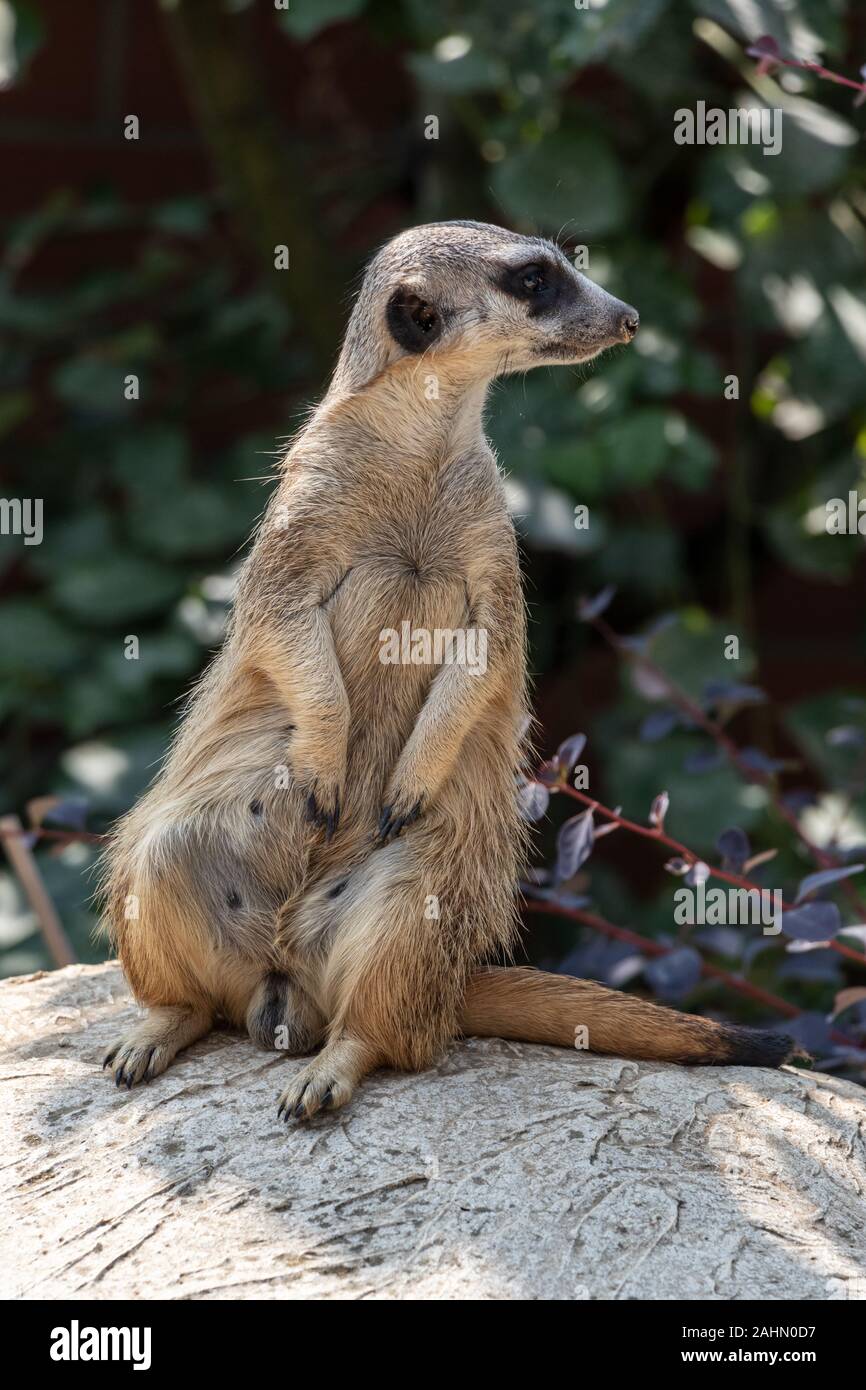 Guardian meerkat sitting on a stone Stock Photo - Alamy