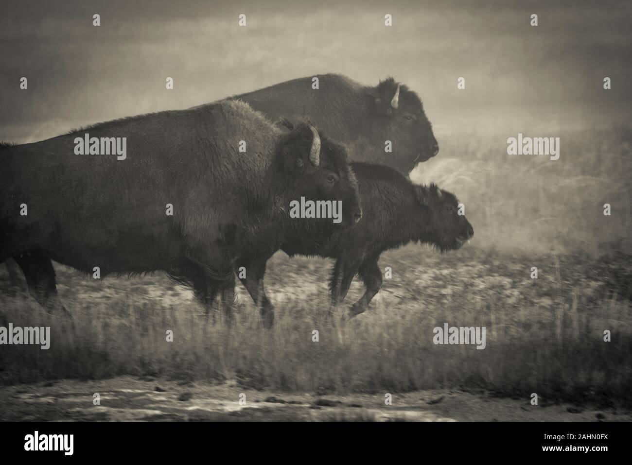 Three bison migrating through dry grassland in the early mornng fog ...