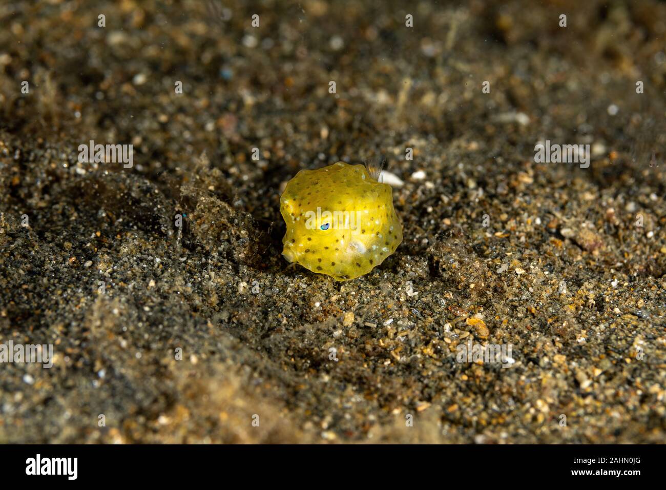 Juvenile, yellow boxfish, Ostracion cubicus is a species of boxfish ...