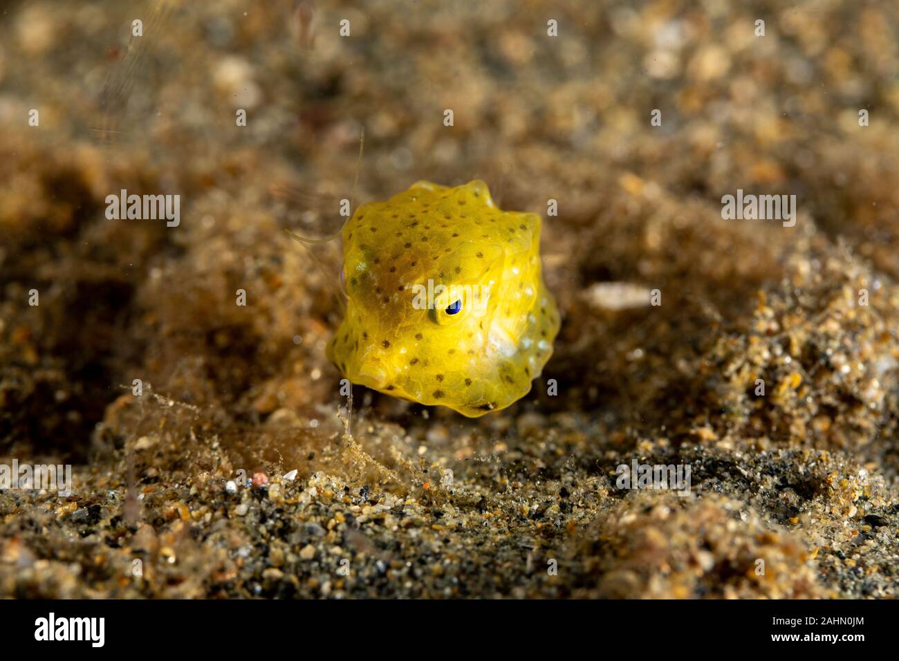 Juvenile cowfish hi-res stock photography and images - Alamy