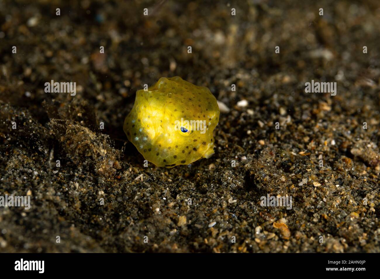 Juvenile, yellow boxfish, Ostracion cubicus is a species of boxfish ...