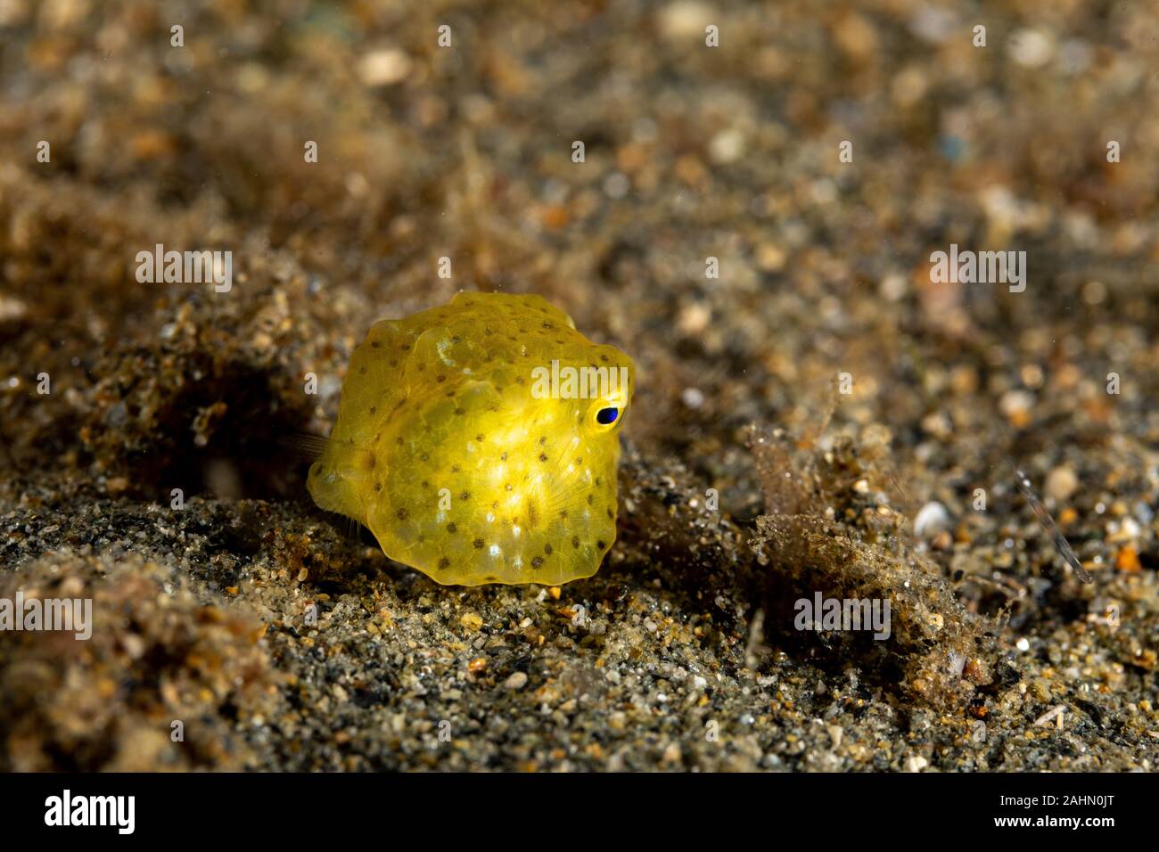 Juvenile, yellow boxfish, Ostracion cubicus is a species of boxfish ...