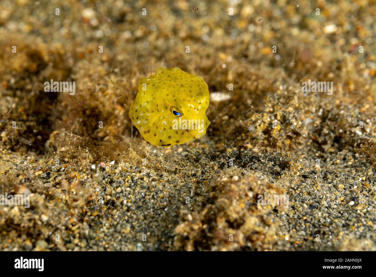 Juvenile, yellow boxfish, Ostracion cubicus is a species of boxfish ...