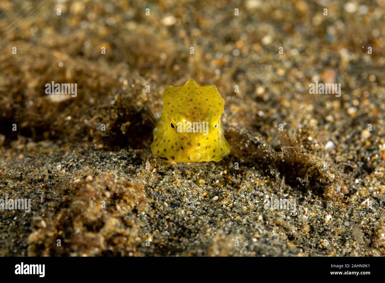 Juvenile, yellow boxfish, Ostracion cubicus is a species of boxfish ...