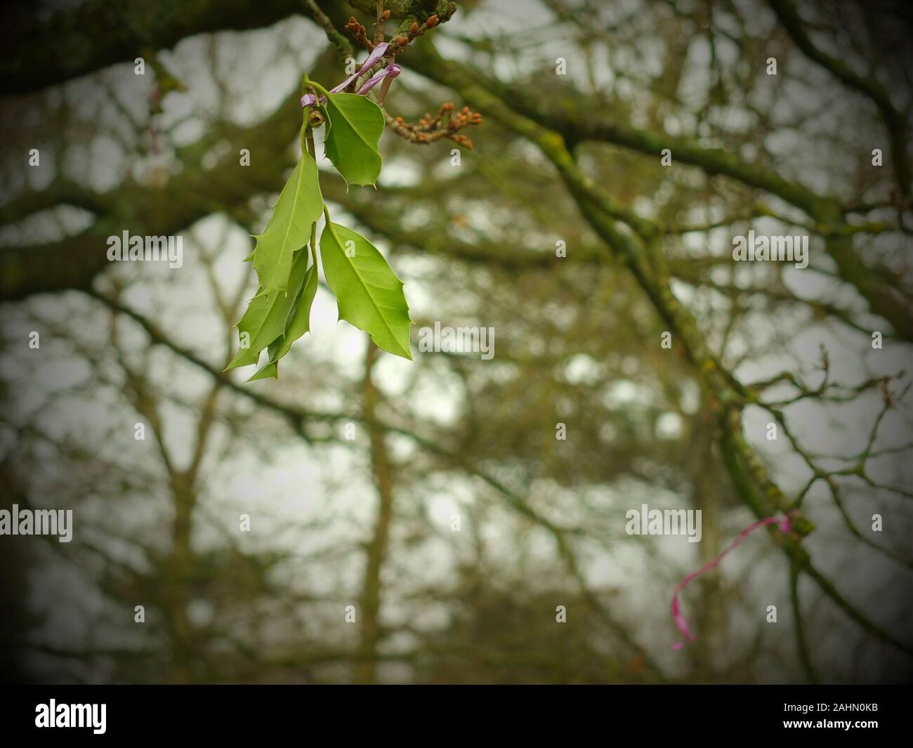 A hanging pagan 'offering' of holly leaves for midwinter in the ...