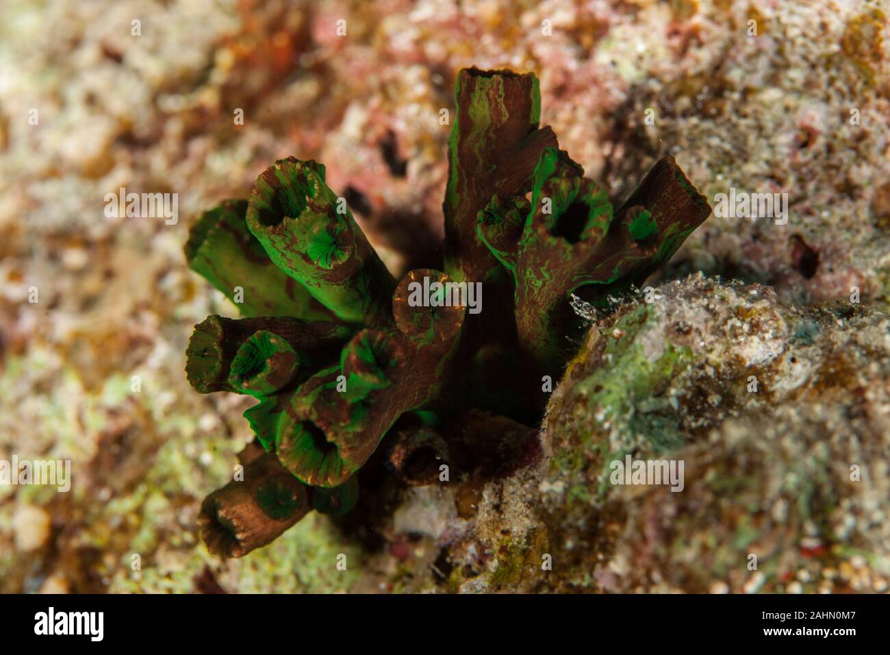 Corals are marine invertebrates within the class Anthozoa of the phylum ...