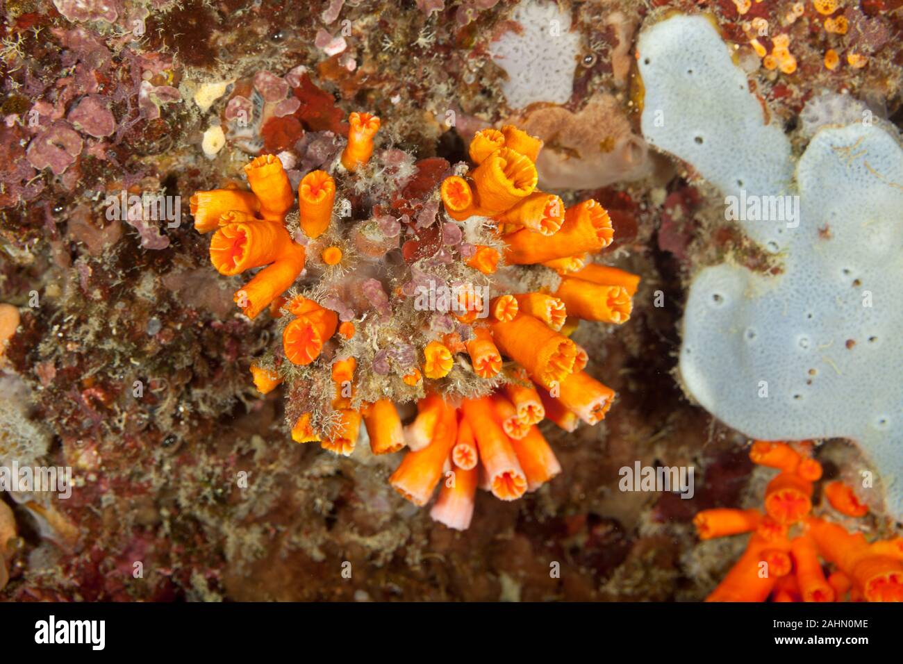 Corals are marine invertebrates within the class Anthozoa of the phylum ...