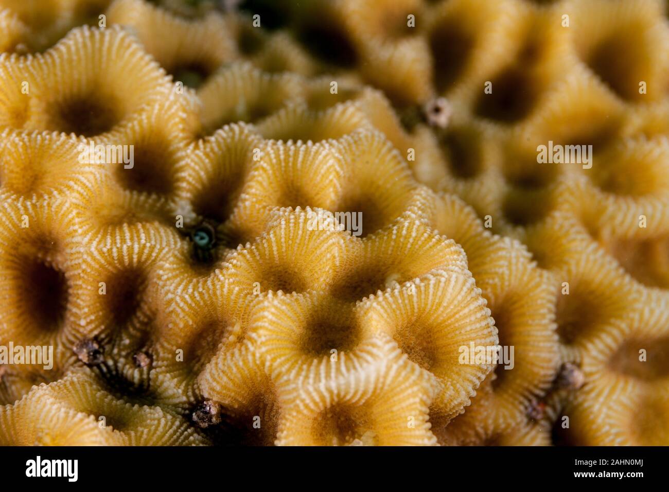Corals are marine invertebrates within the class Anthozoa of the phylum ...