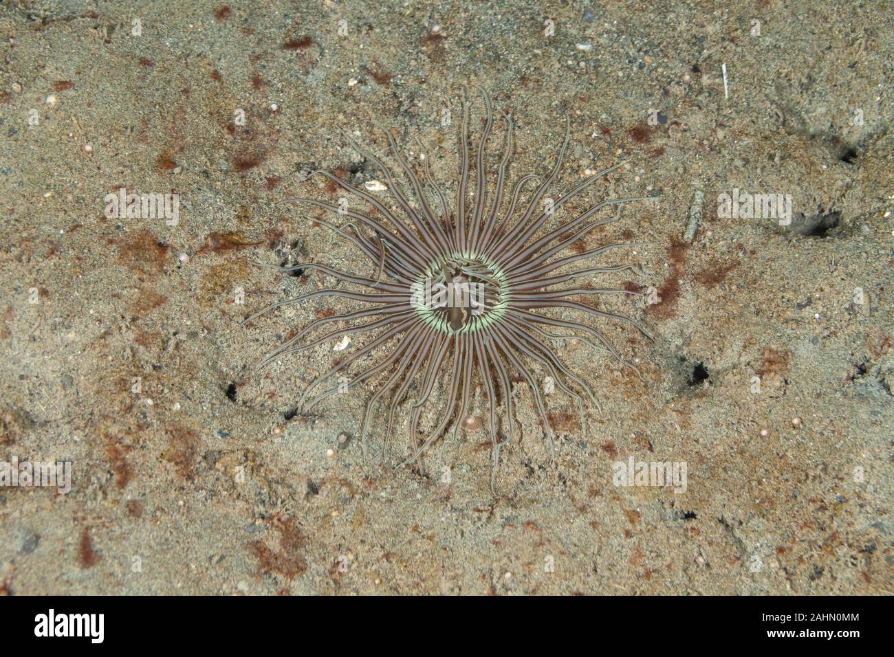 Sea anemones are a group of marine, predatory animals of the order ...