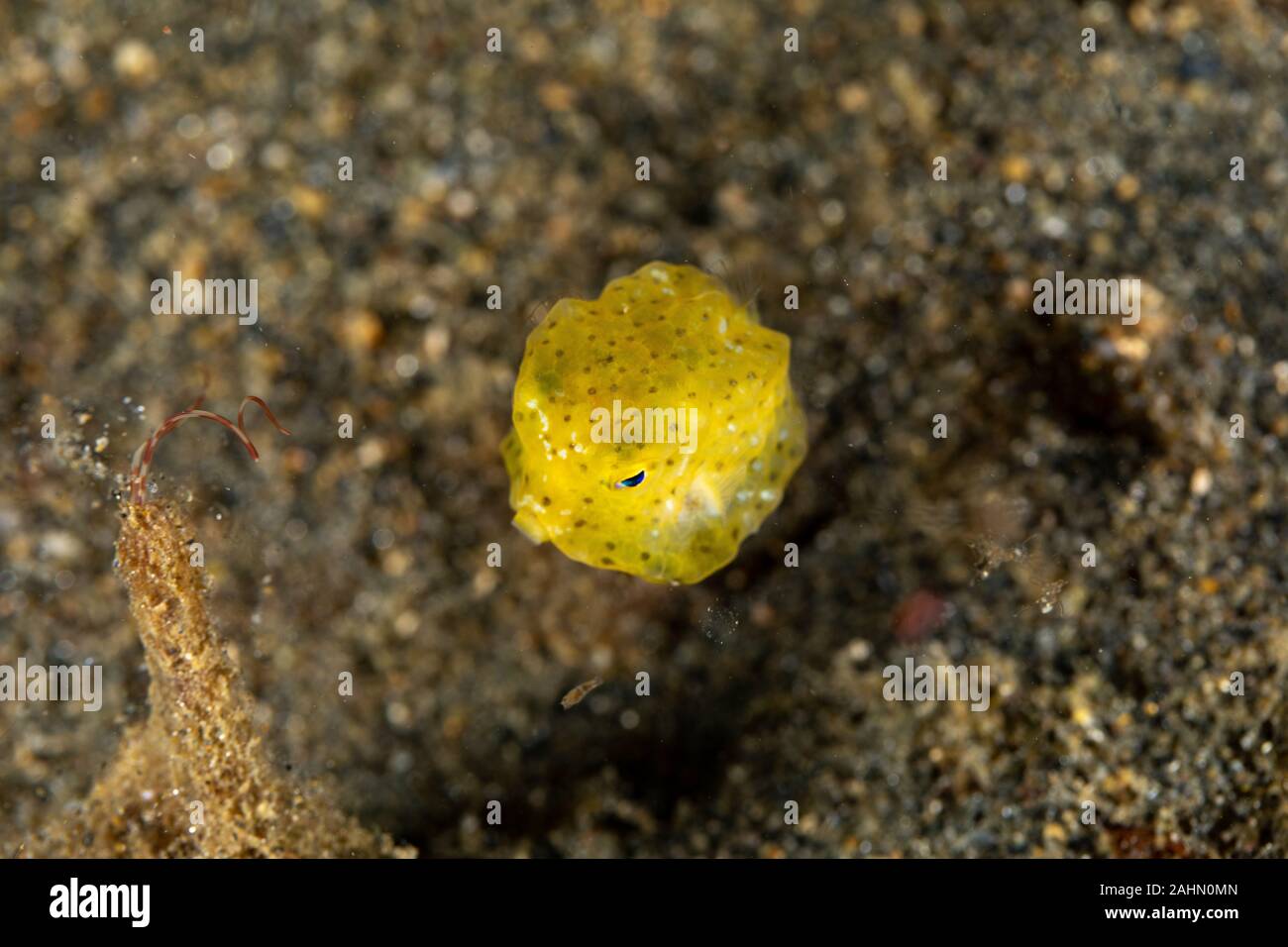 Juvenile, yellow boxfish, Ostracion cubicus is a species of boxfish ...
