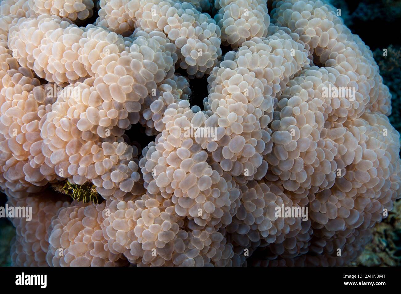 Corals are marine invertebrates within the class Anthozoa of the phylum ...