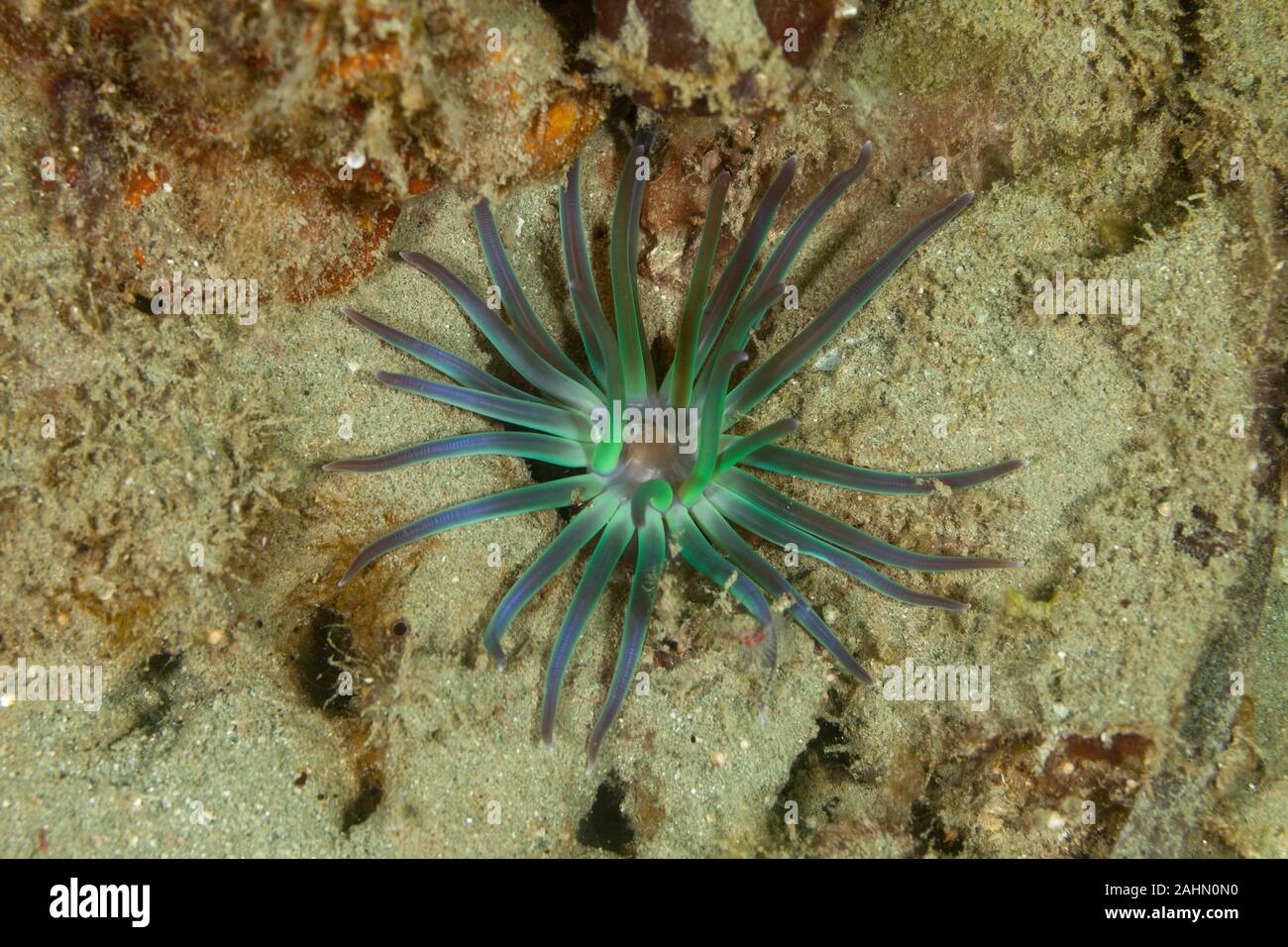 Sea anemones are a group of marine, predatory animals of the order ...