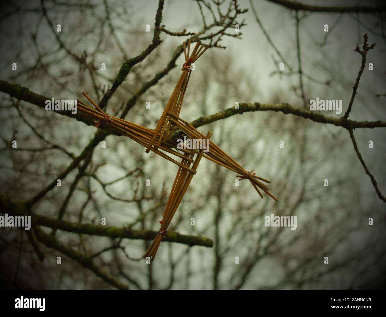 Hanging pagan 'offering' of corn Brigid's cross in the branches of a ...