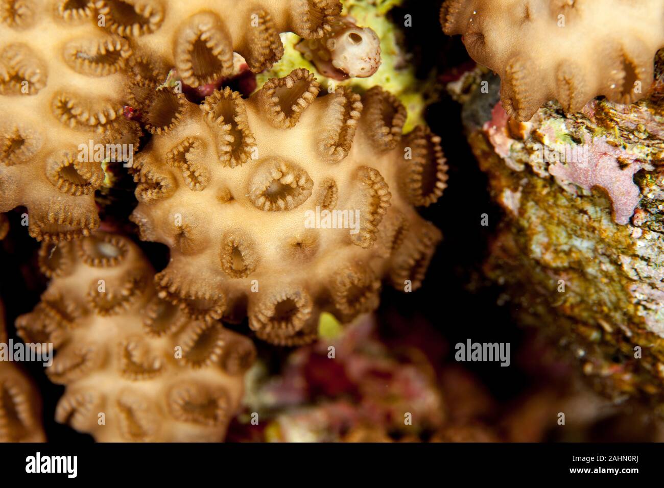 Corals are marine invertebrates within the class Anthozoa of the phylum ...