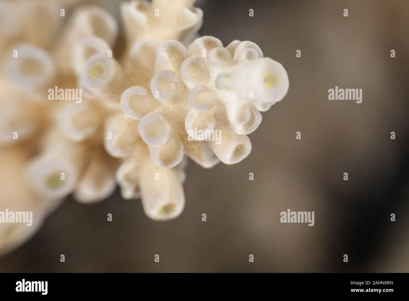 Corals are marine invertebrates within the class Anthozoa of the phylum ...