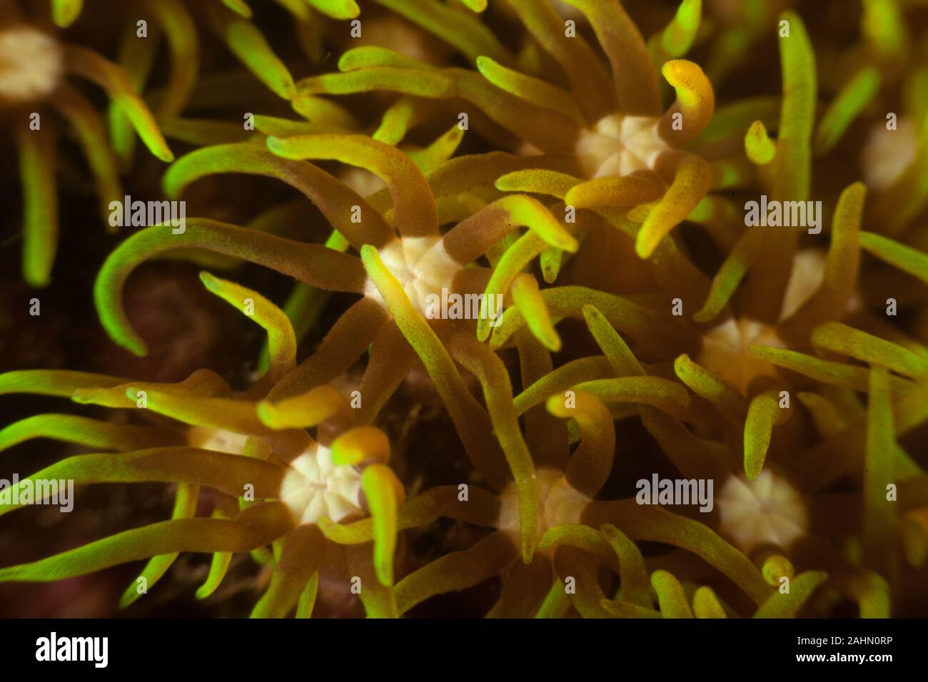 Corals are marine invertebrates within the class Anthozoa of the phylum ...