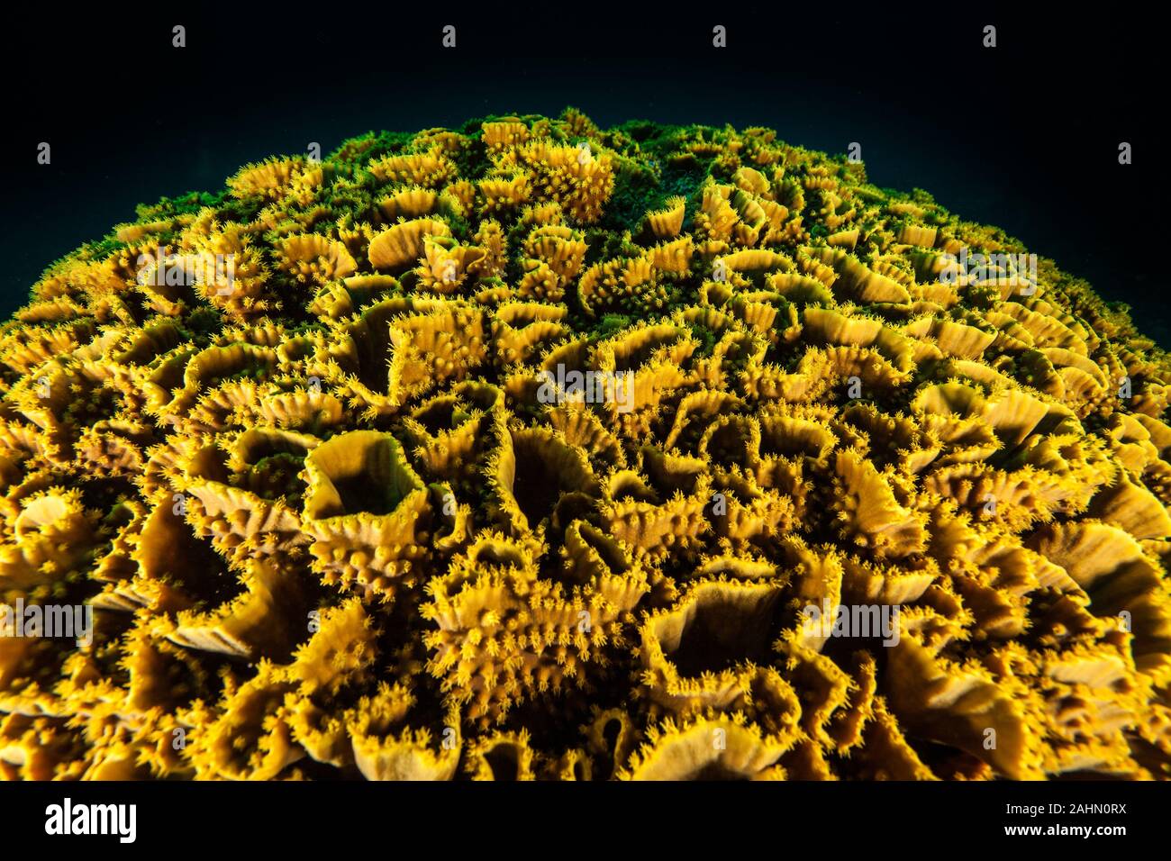 Corals are marine invertebrates within the class Anthozoa of the phylum ...
