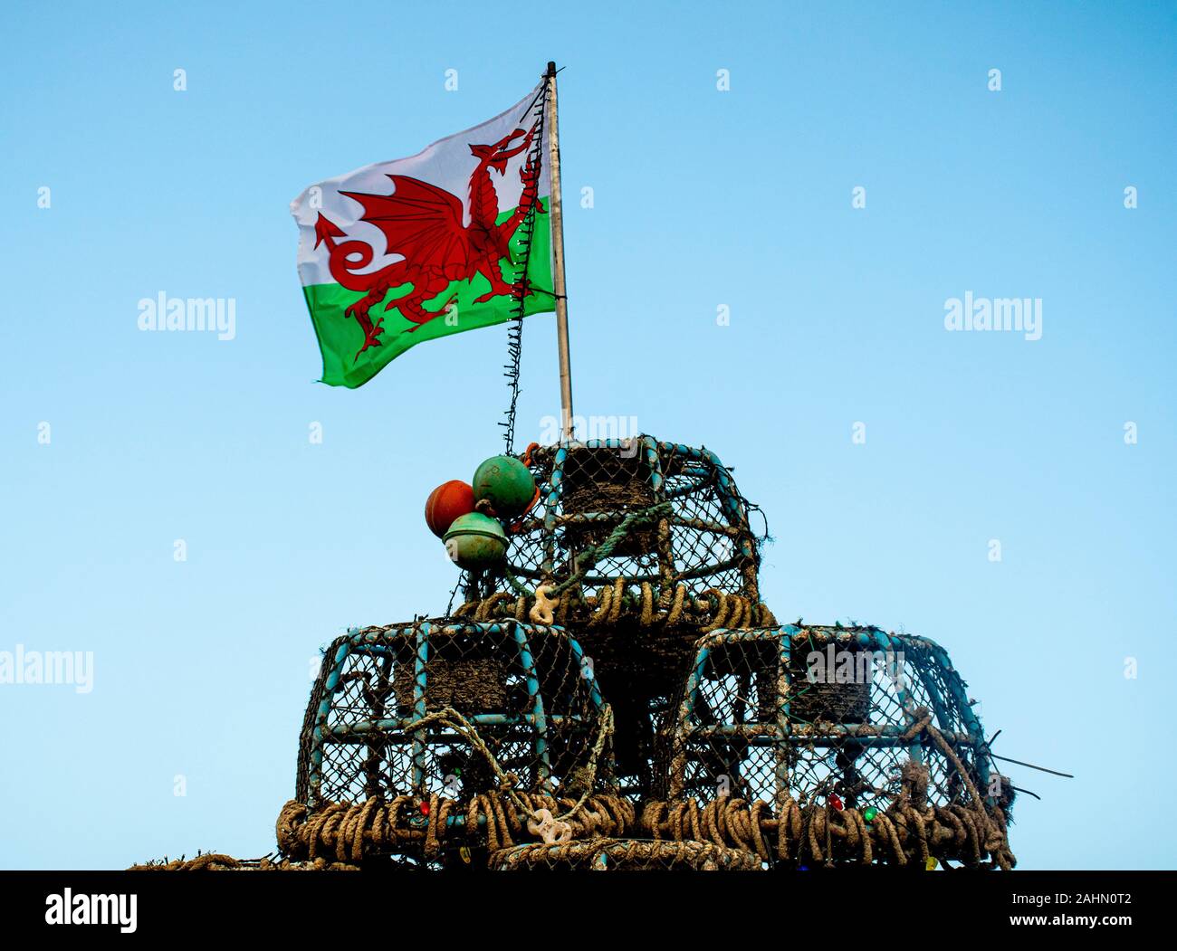 Tree lobster High Resolution Stock Photography and Images - Alamy