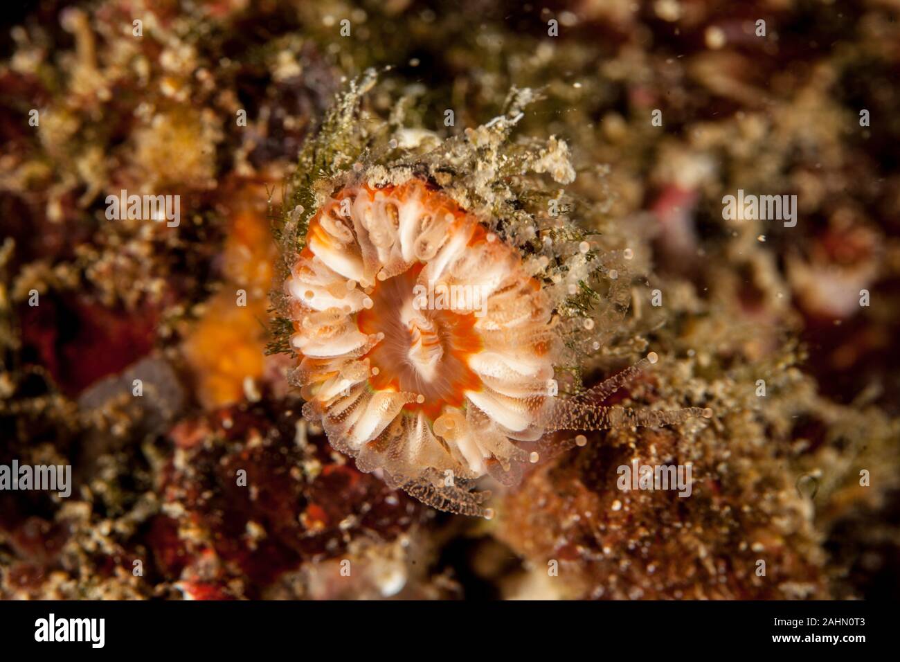 Corals are marine invertebrates within the class Anthozoa of the phylum ...