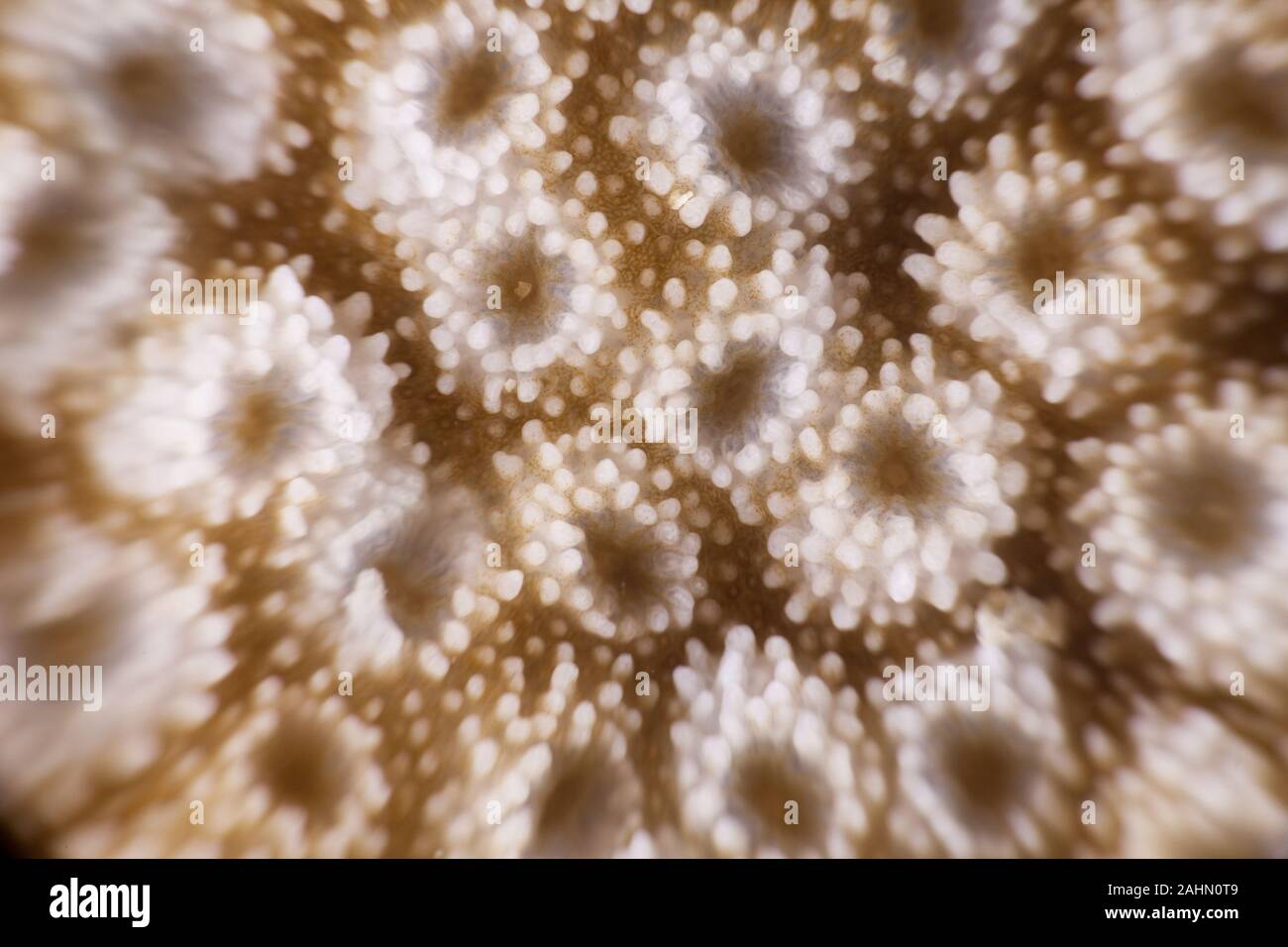 Corals are marine invertebrates within the class Anthozoa of the phylum ...