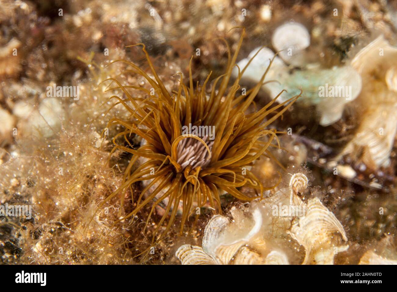 Sea anemones are a group of marine, predatory animals of the order ...