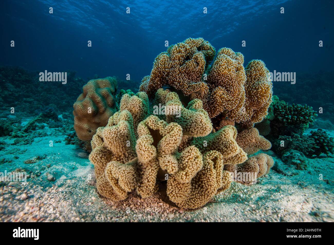 Corals are marine invertebrates within the class Anthozoa of the phylum ...