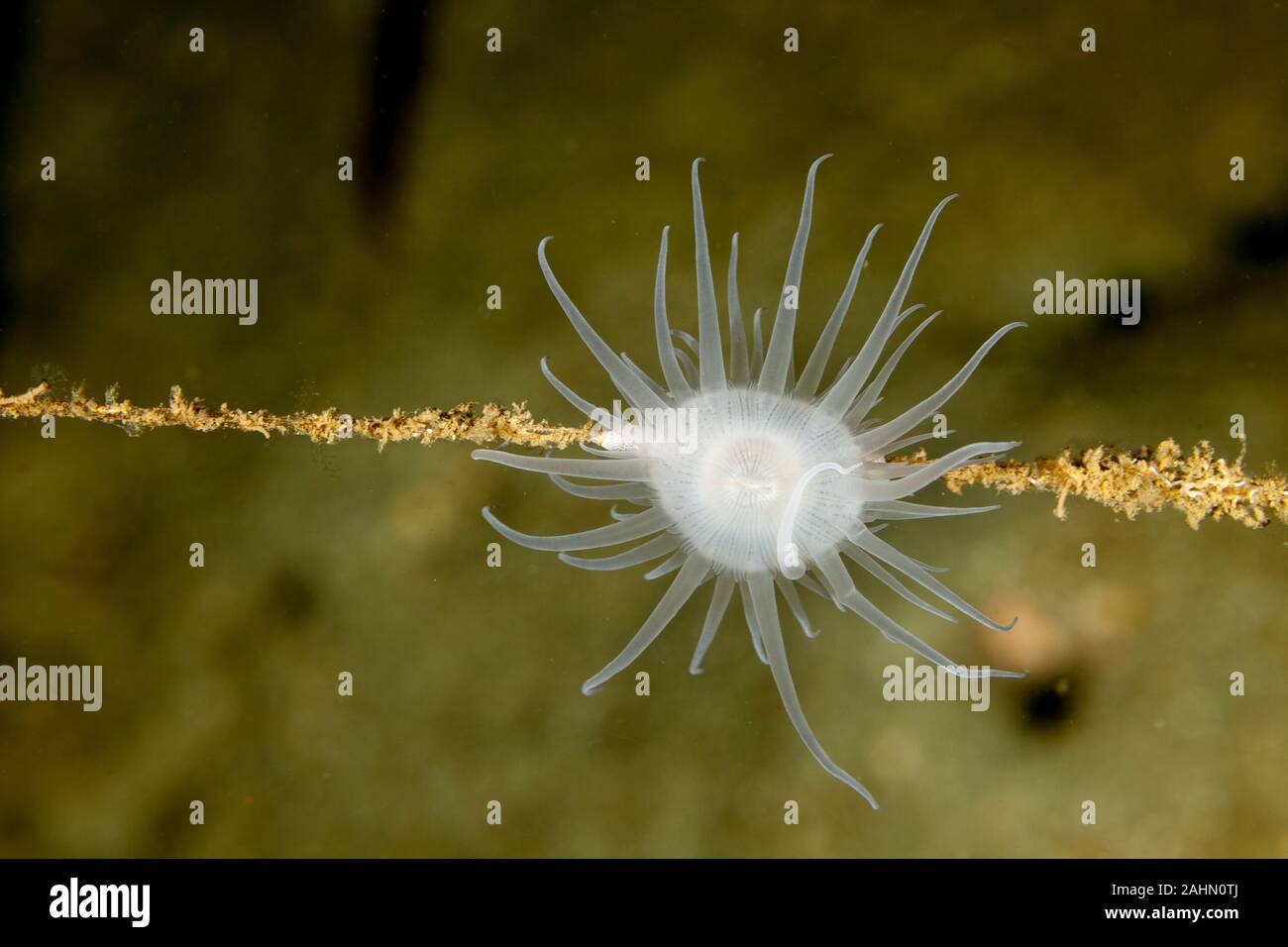 Sea anemones are a group of marine, predatory animals of the order ...