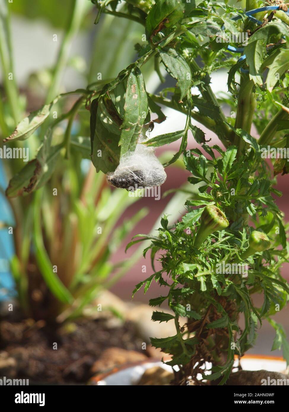Residence for insects hi-res stock photography and images - Alamy