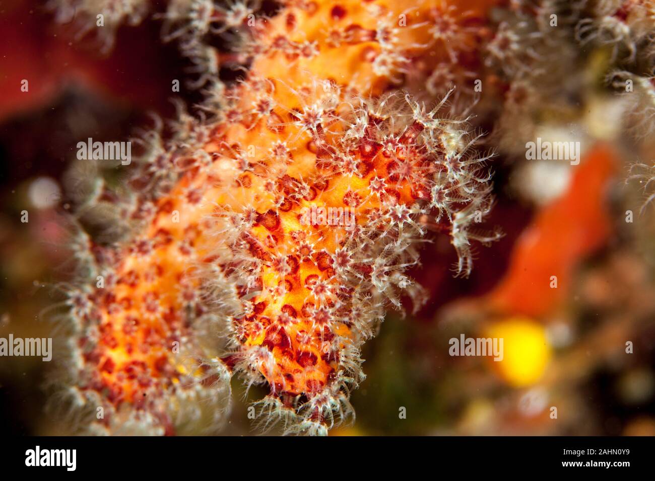 Corals are marine invertebrates within the class Anthozoa of the phylum ...