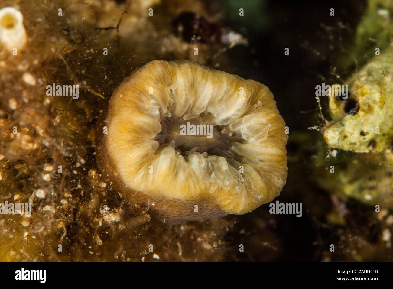 Corals are marine invertebrates within the class Anthozoa of the phylum ...