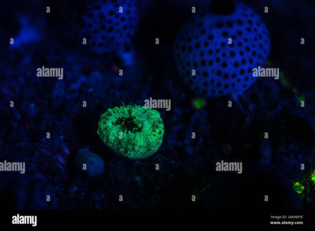 Corals are marine invertebrates within the class Anthozoa of the phylum ...