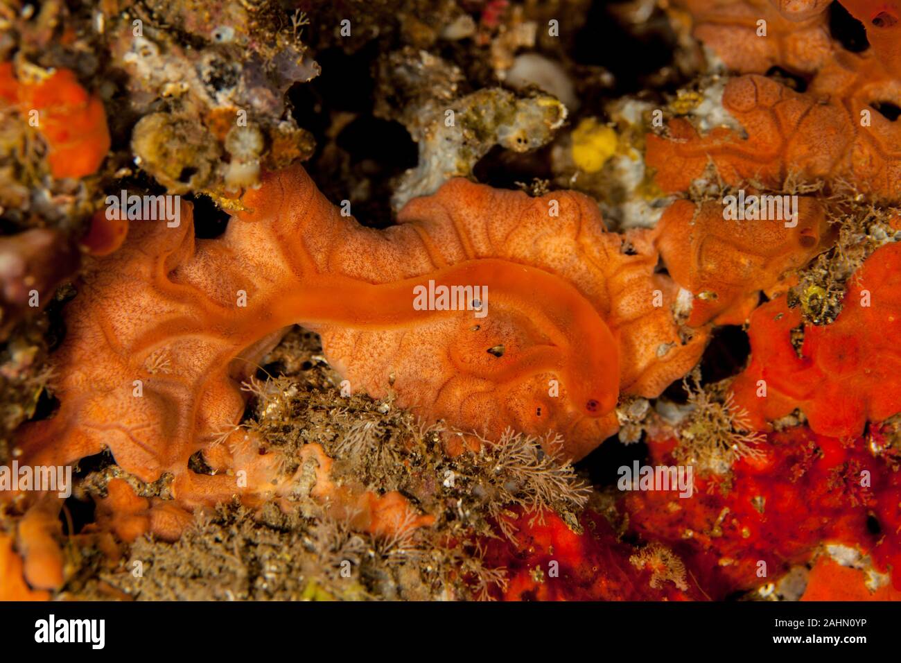 Corals are marine invertebrates within the class Anthozoa of the phylum ...