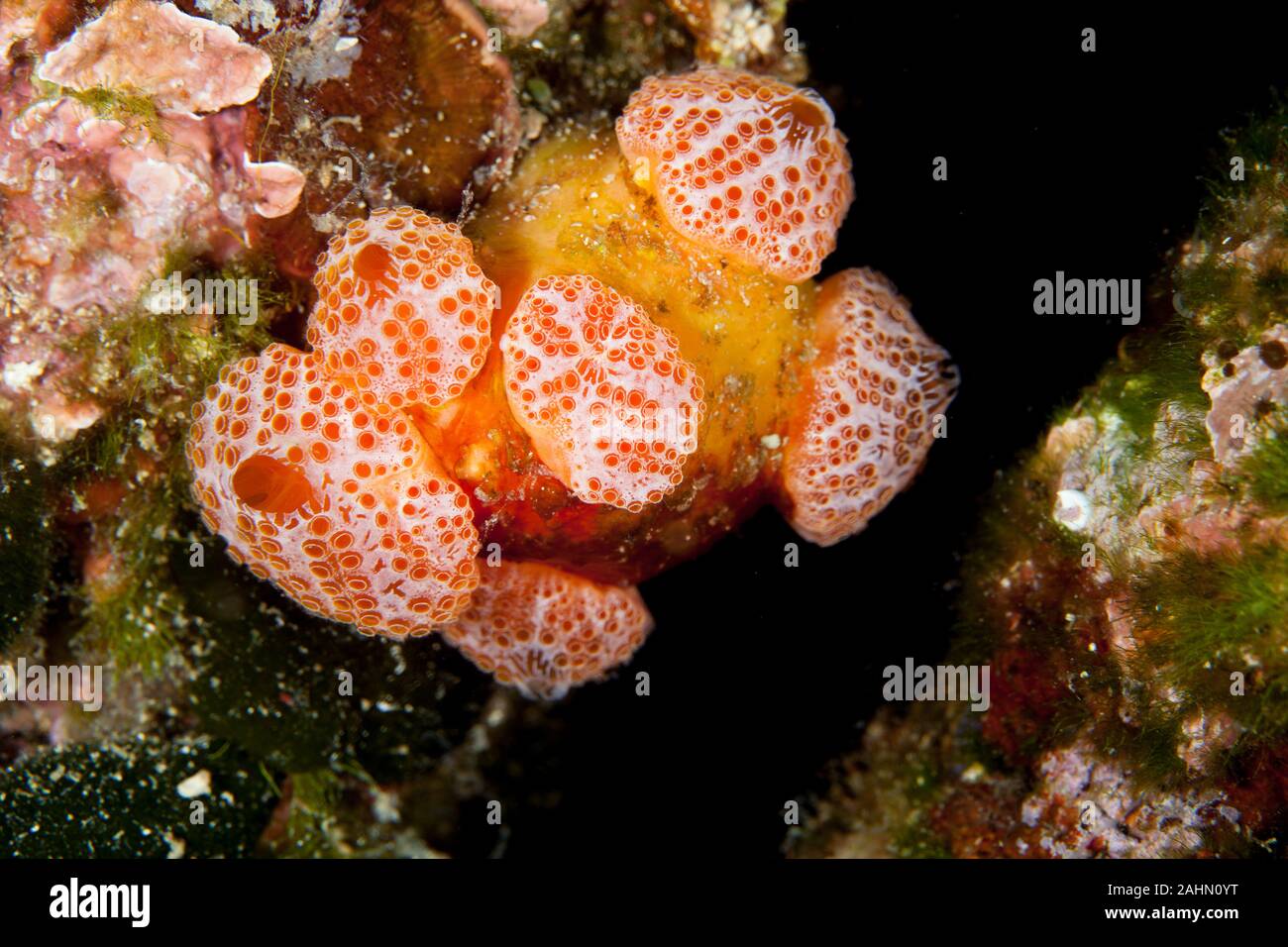 Corals are marine invertebrates within the class Anthozoa of the phylum ...