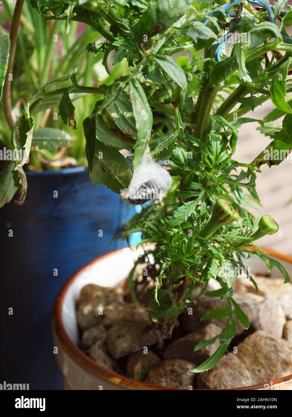 An insect species Cocooned and metamorphosing under the leaves of a ...